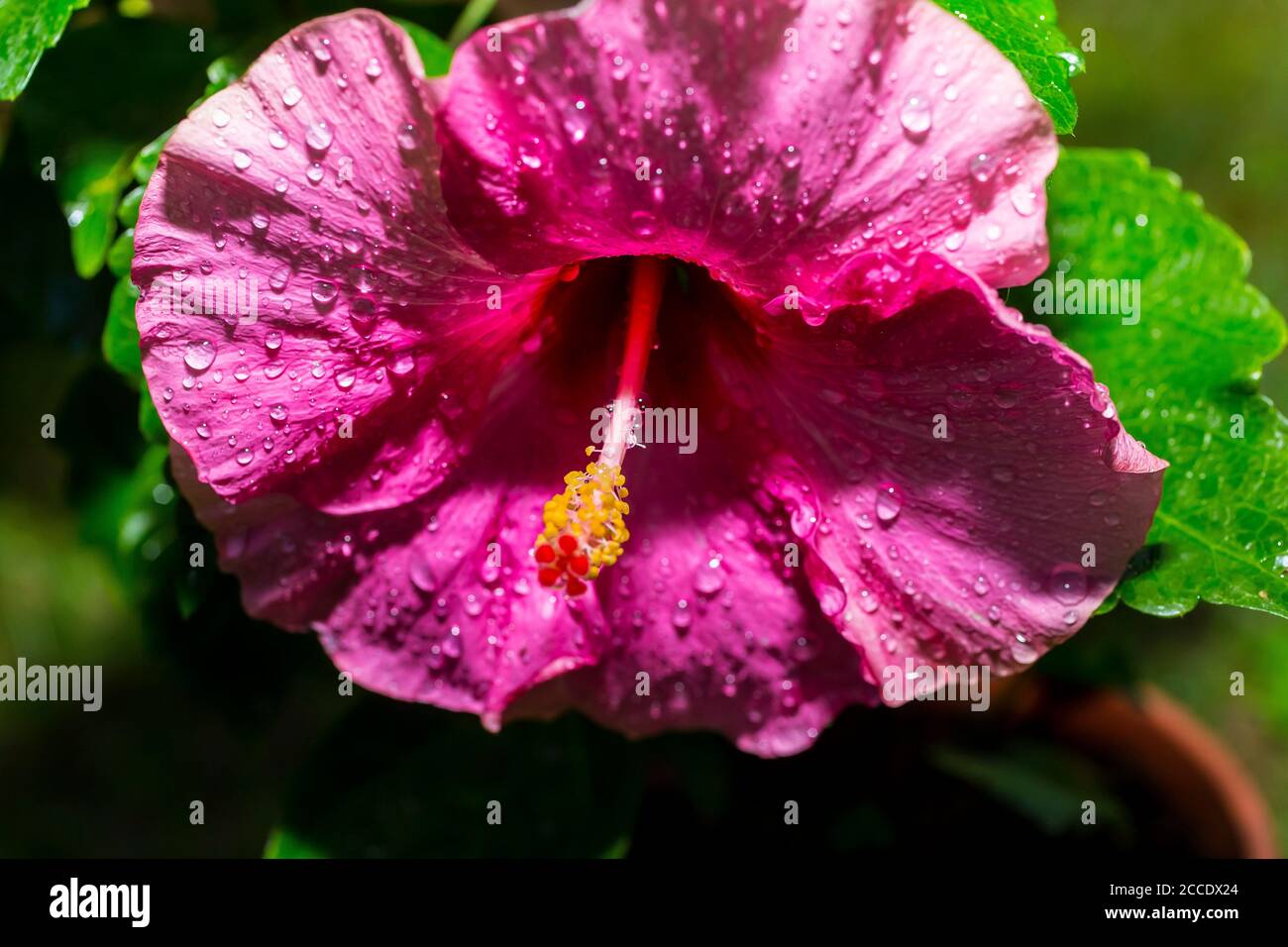 Nature flower and color Stock Photo - Alamy