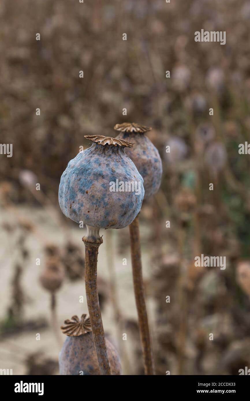 Detail of a poppy head, mature and dry in the summer. Traditional plant ...
