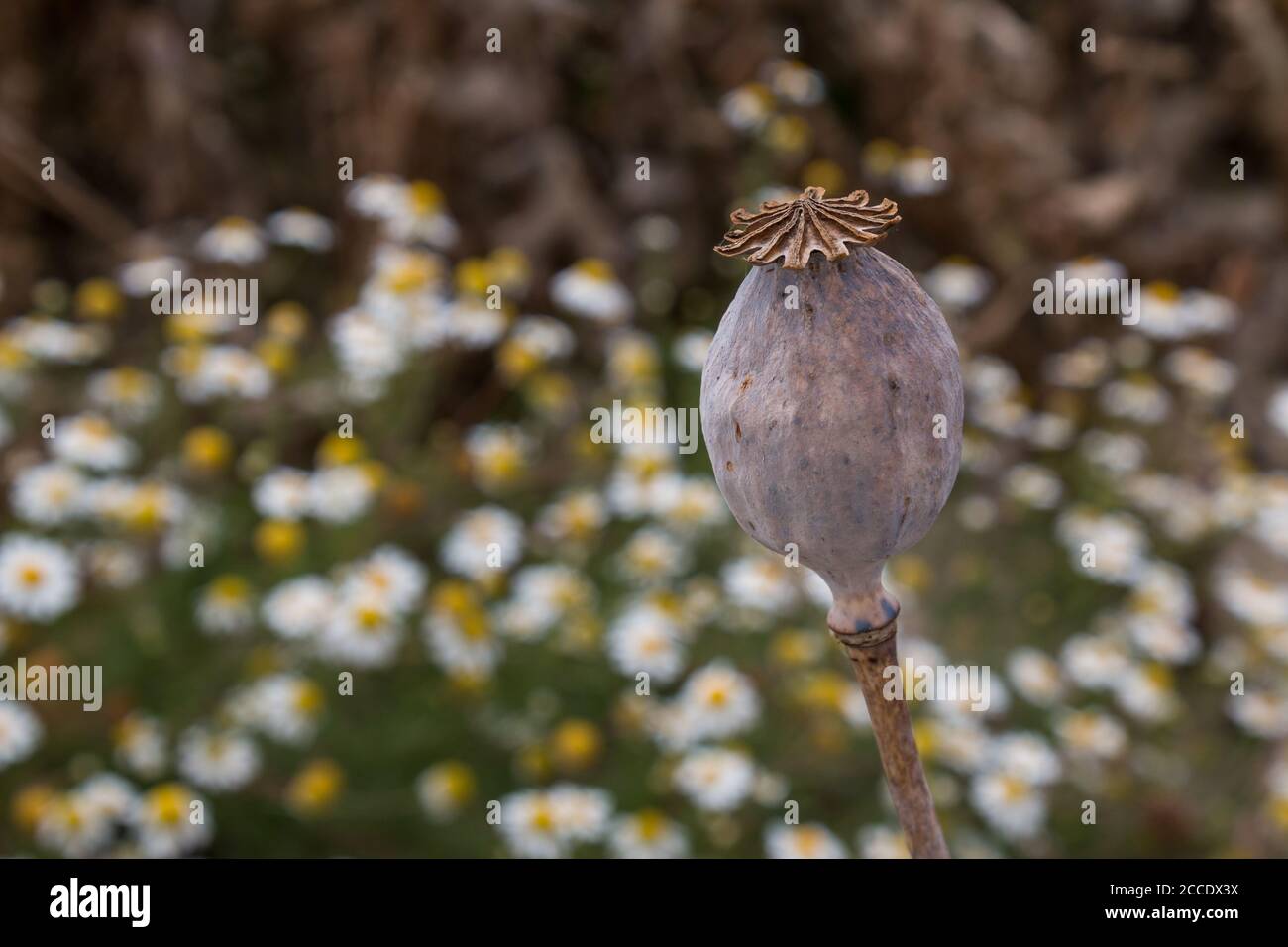 Detail of a poppy head, mature and dry in the summer. Traditional plant ...