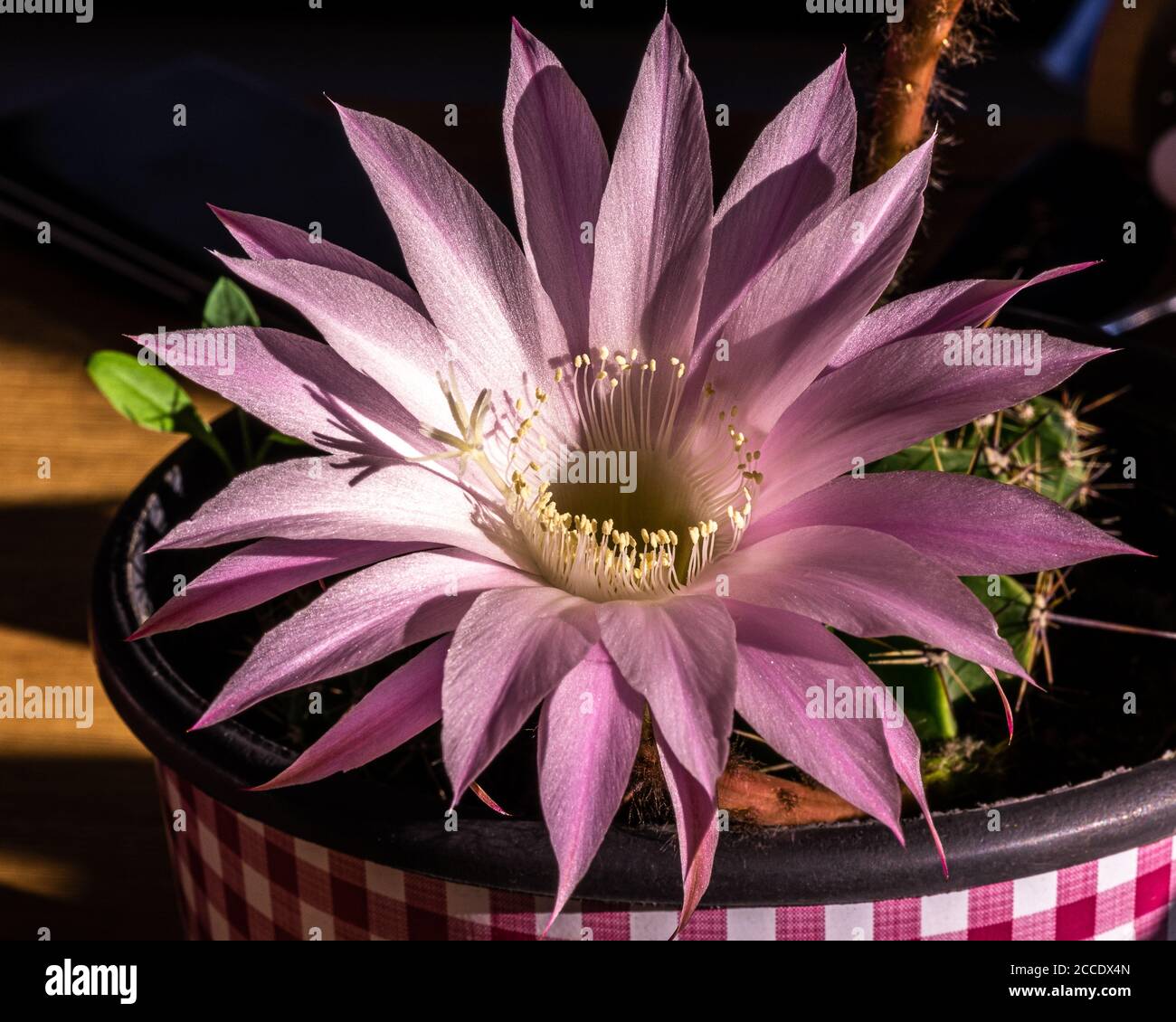 Lily cactus hi-res stock photography and images - Alamy
