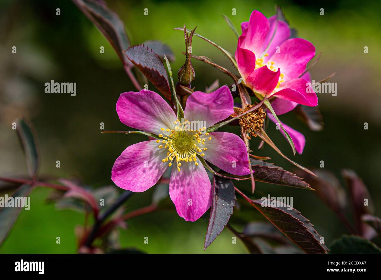 Rosa glauca flower hi-res stock photography and images - Alamy
