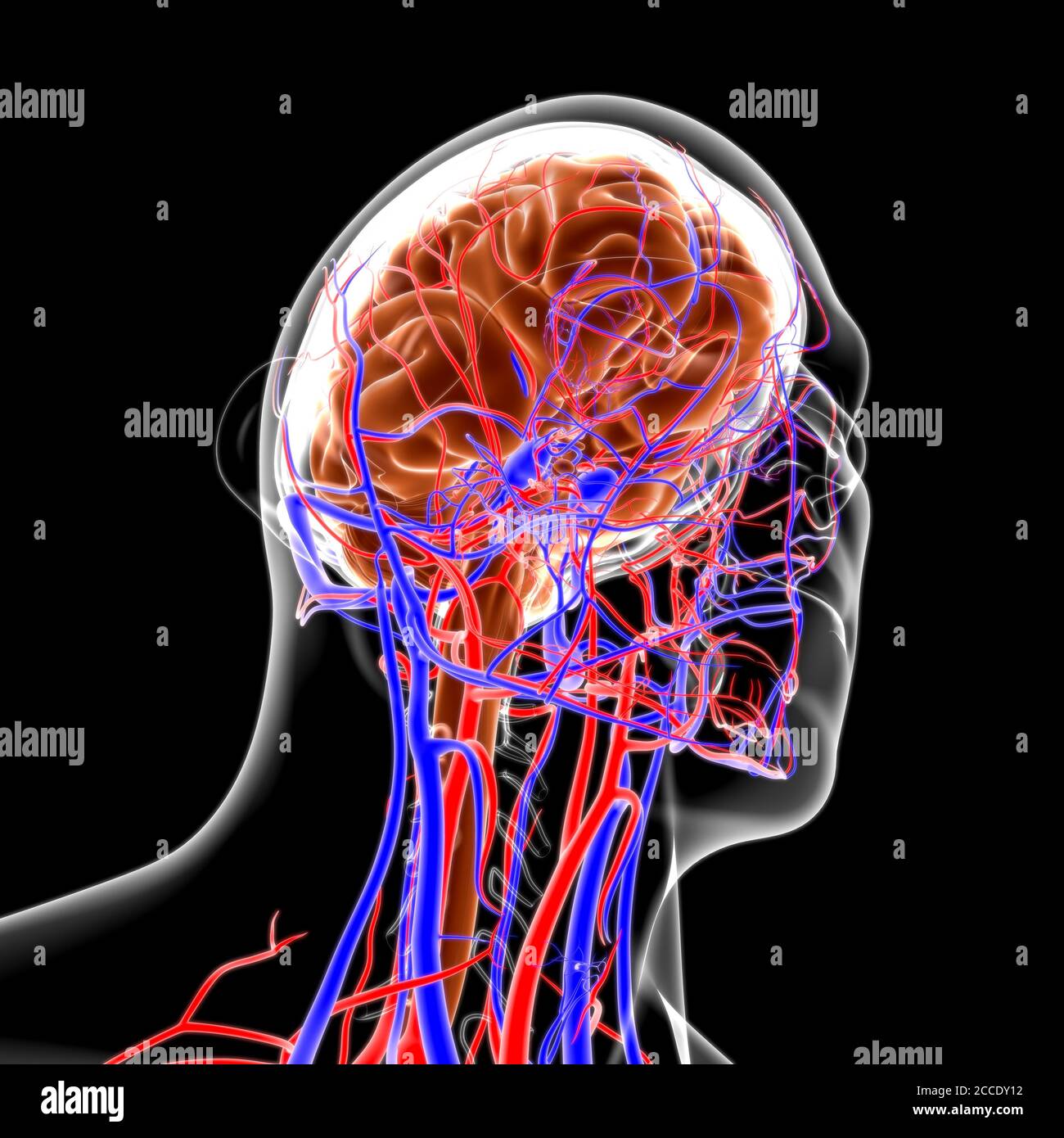 Human Brain Anatomy For Medical Concept 3D Illustration Stock Photo - Alamy