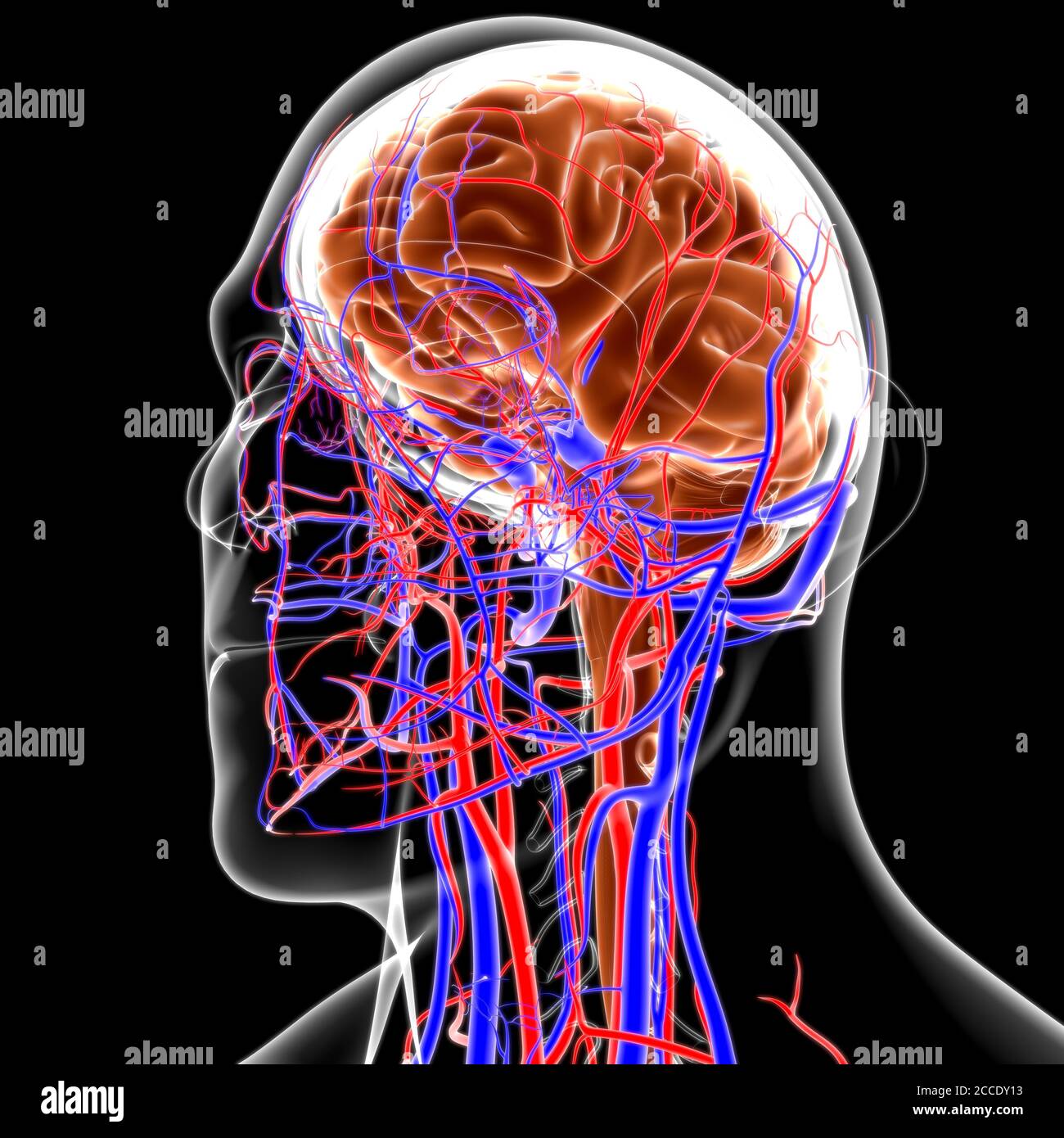 Human Brain Anatomy For Medical Concept 3D Illustration Stock Photo - Alamy