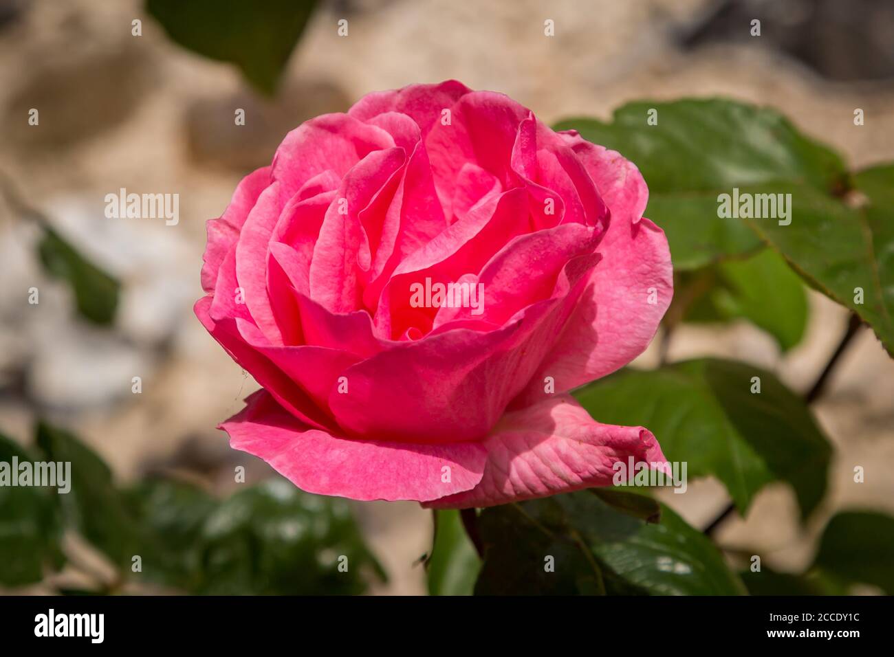 A pink rose in morning sunshine, with a shallow depth of field Stock ...