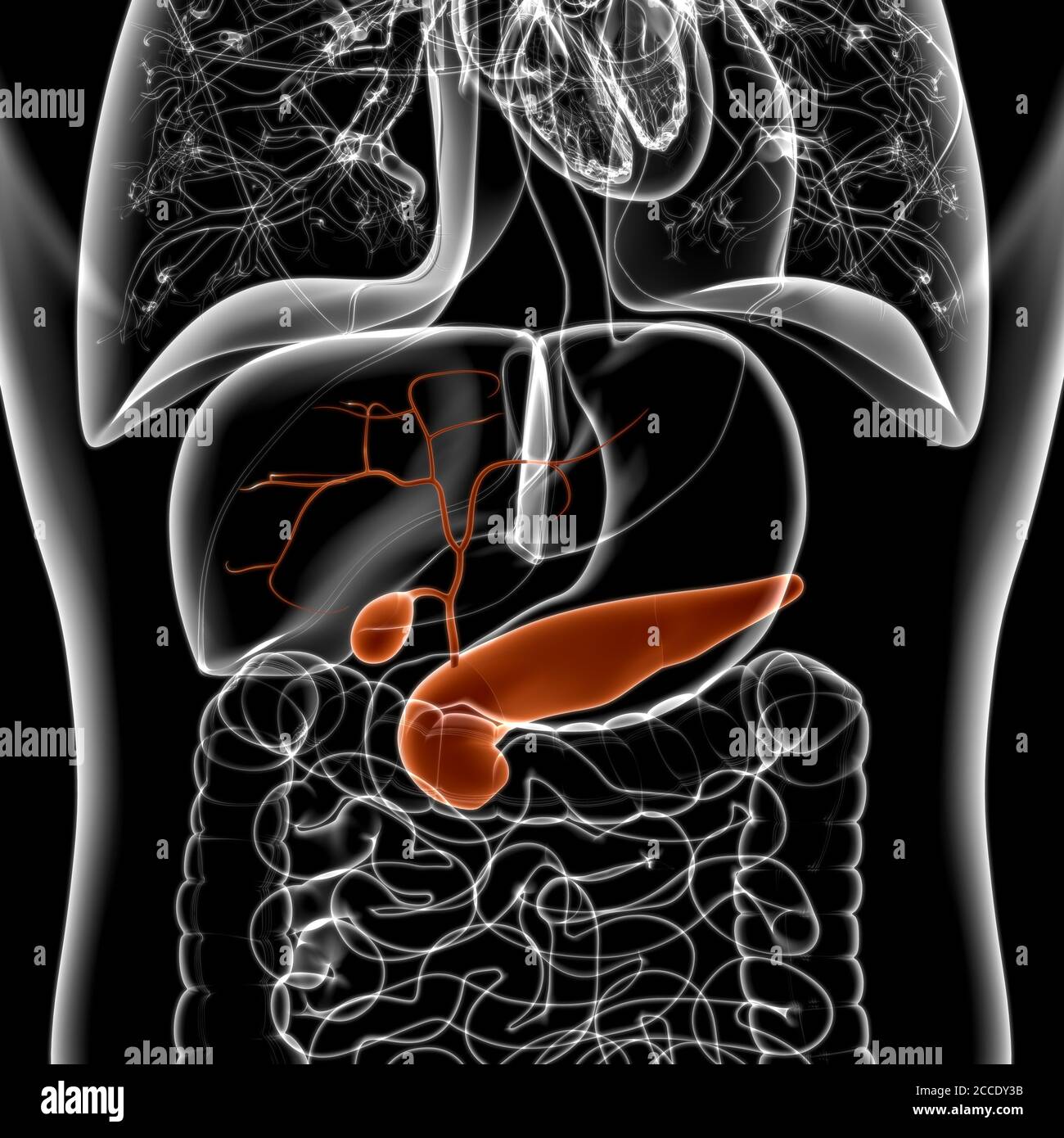 Gall Bladder Human Digestive System Anatomy For Medical Concept 3D ...