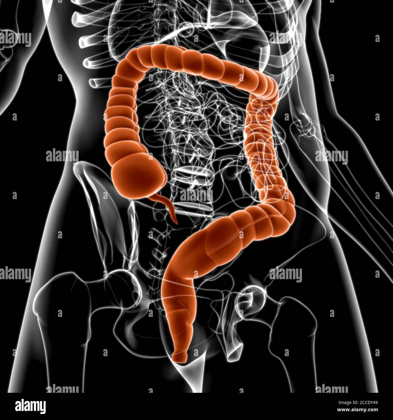 Large Intestine 3D Illustration Human Digestive System Anatomy For ...