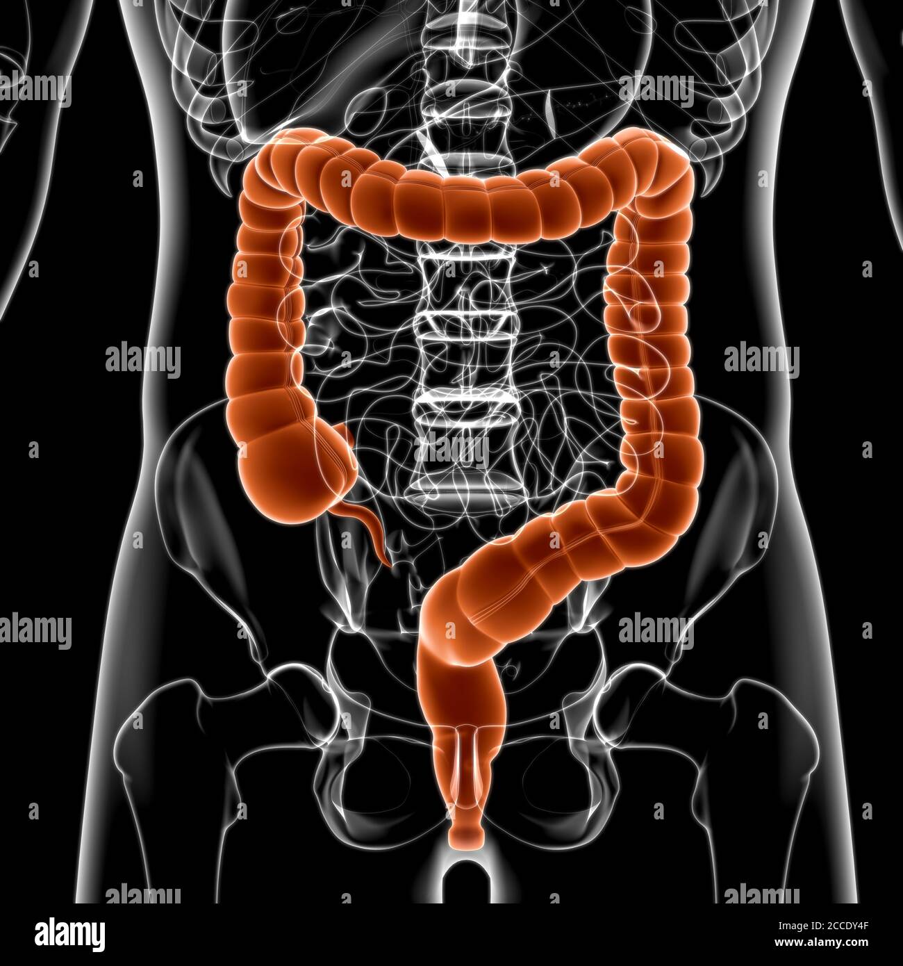 Large Intestine 3D Illustration Human Digestive System Anatomy For ...