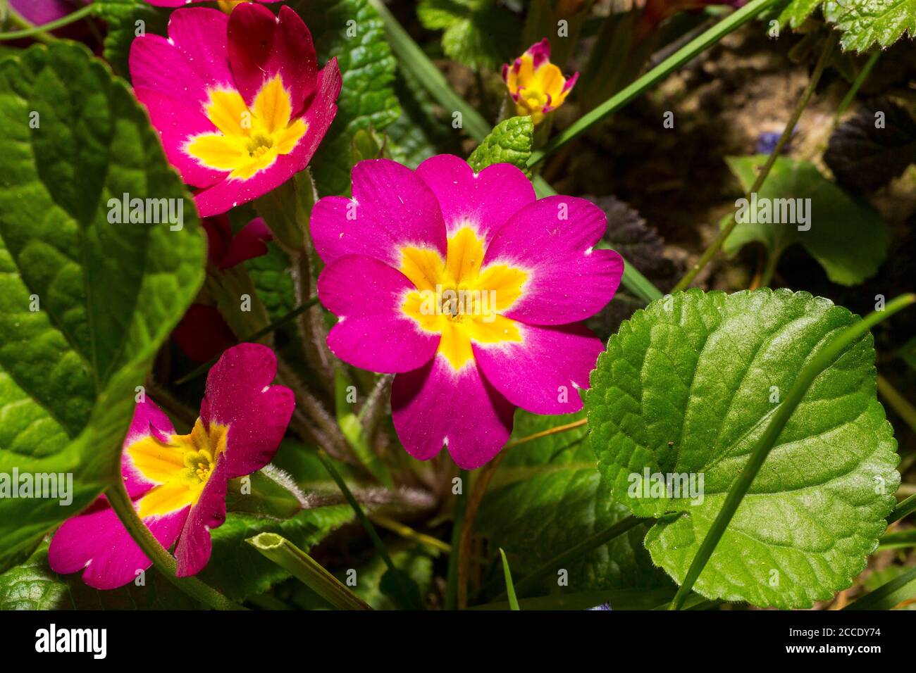 Nature flower and color Stock Photo - Alamy