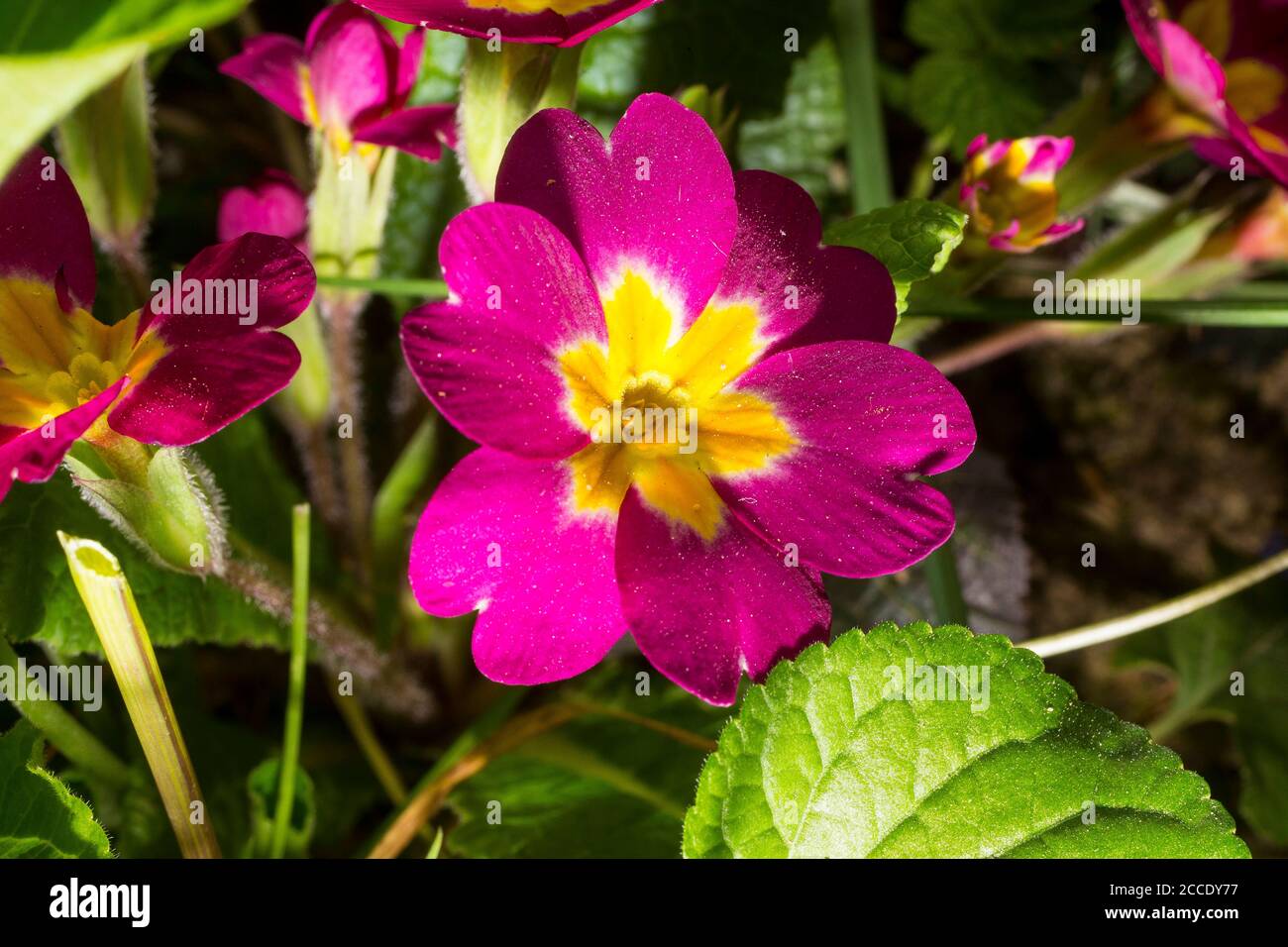 Nature flower and color Stock Photo - Alamy