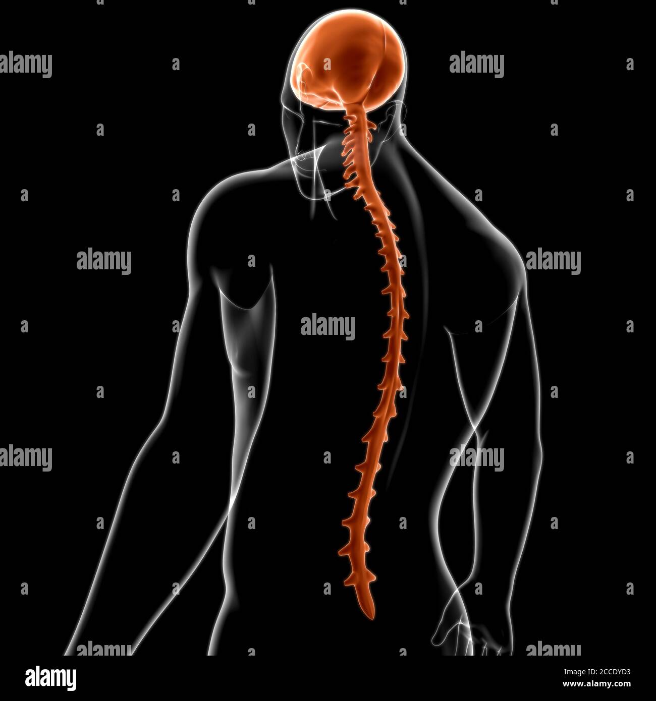 Dura mater Anatomy For Medical Concept 3D Illustration Stock Photo - Alamy