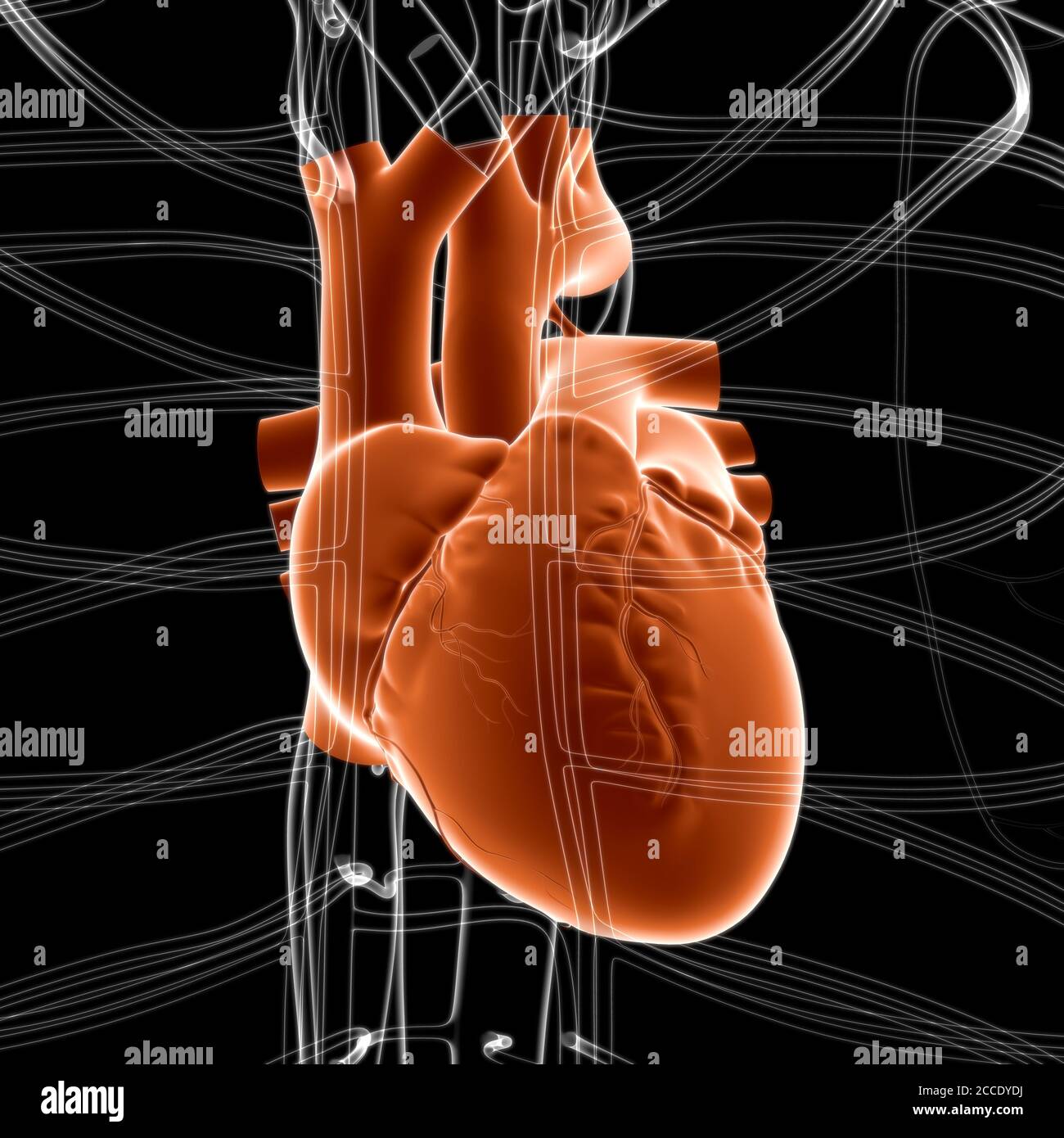 Human Heart Anatomy For Medical Concept 3D Illustration Stock Photo - Alamy