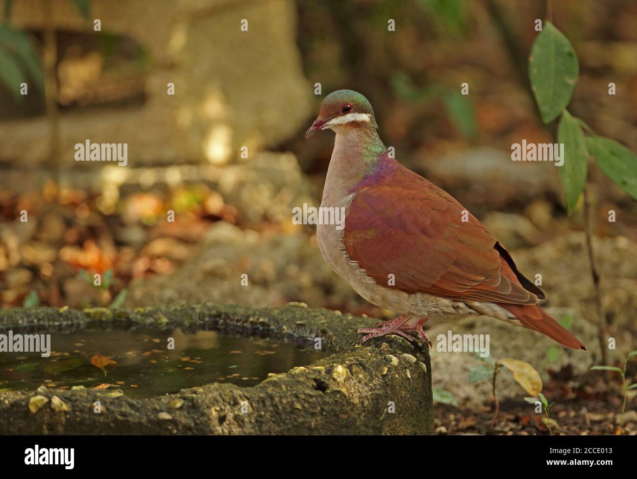 Dove key hi-res stock photography and images - Alamy