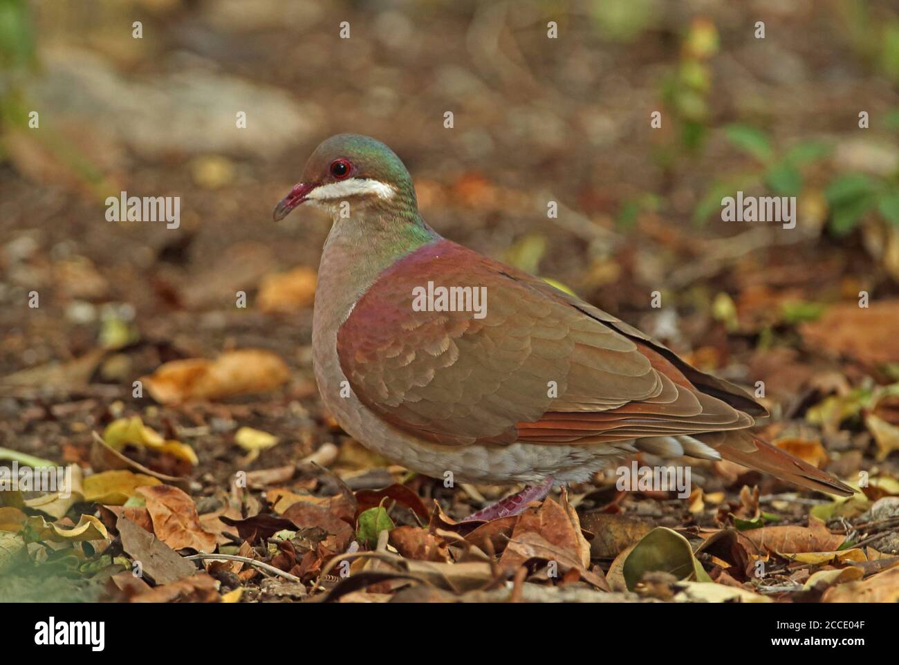 Key West Quail-dove (Geotrygon chrysia) adult standing on forest floor ...