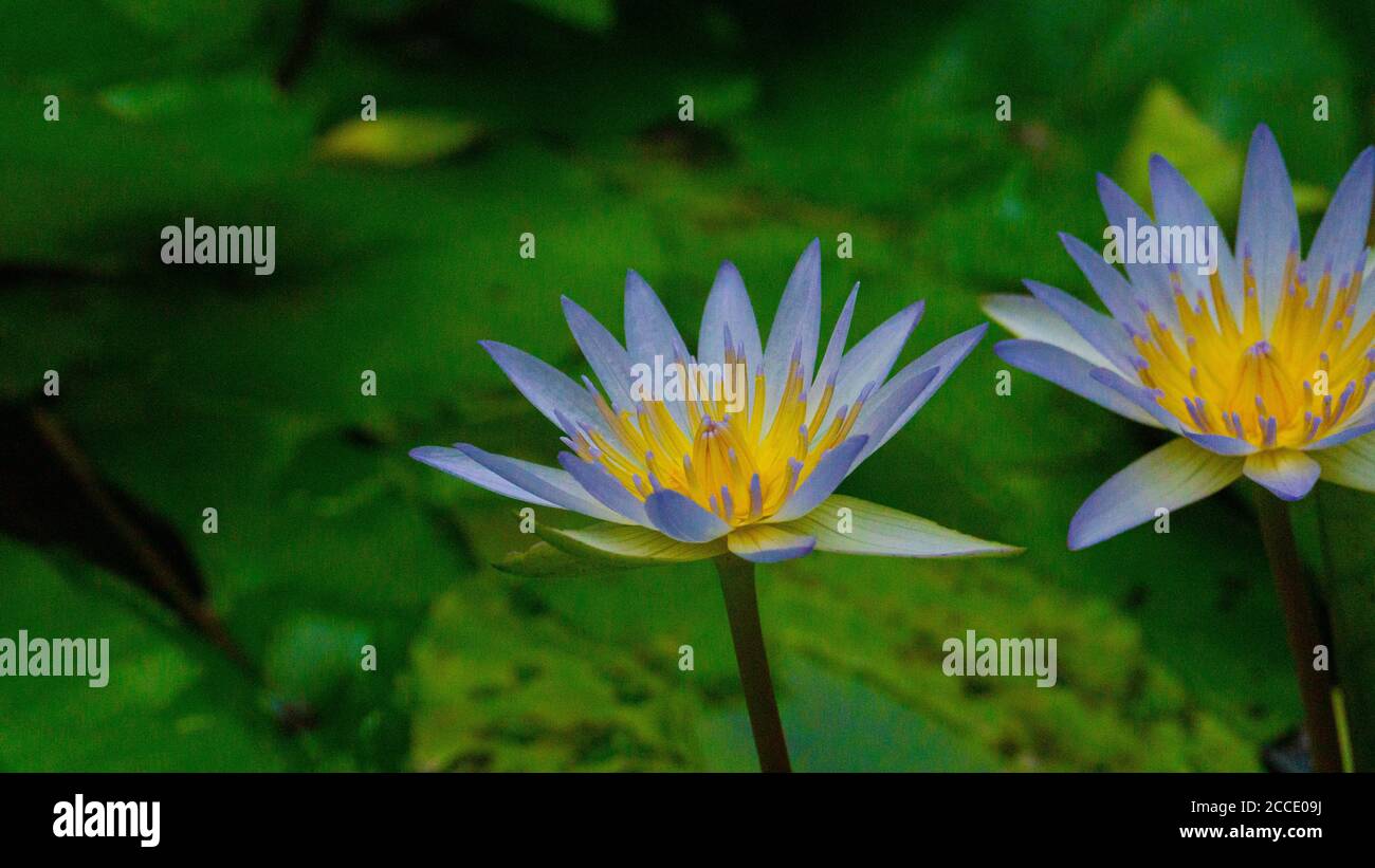 purple swamp flowers Stock Photo - Alamy