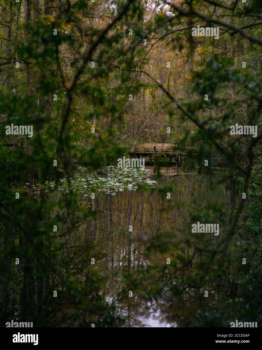 swamp land marshy water Stock Photo - Alamy