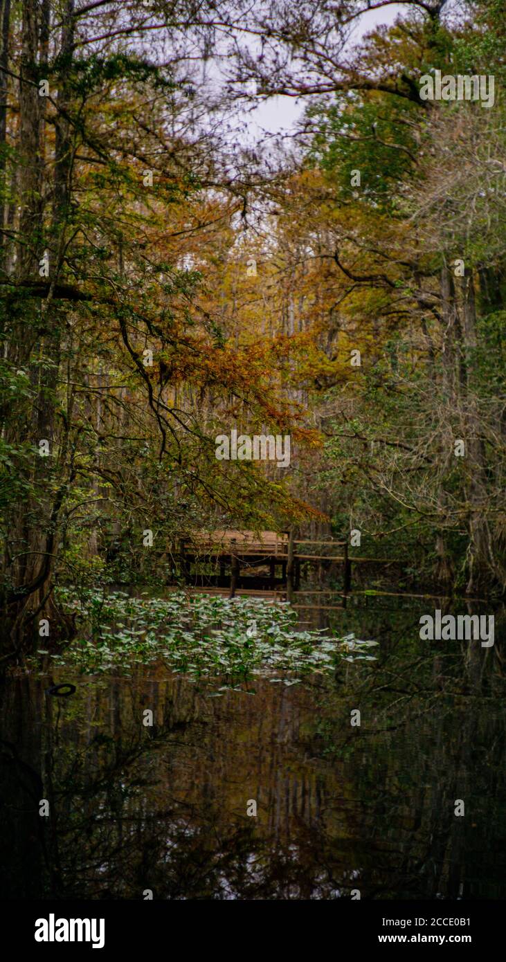 swamp land with dock Stock Photo - Alamy