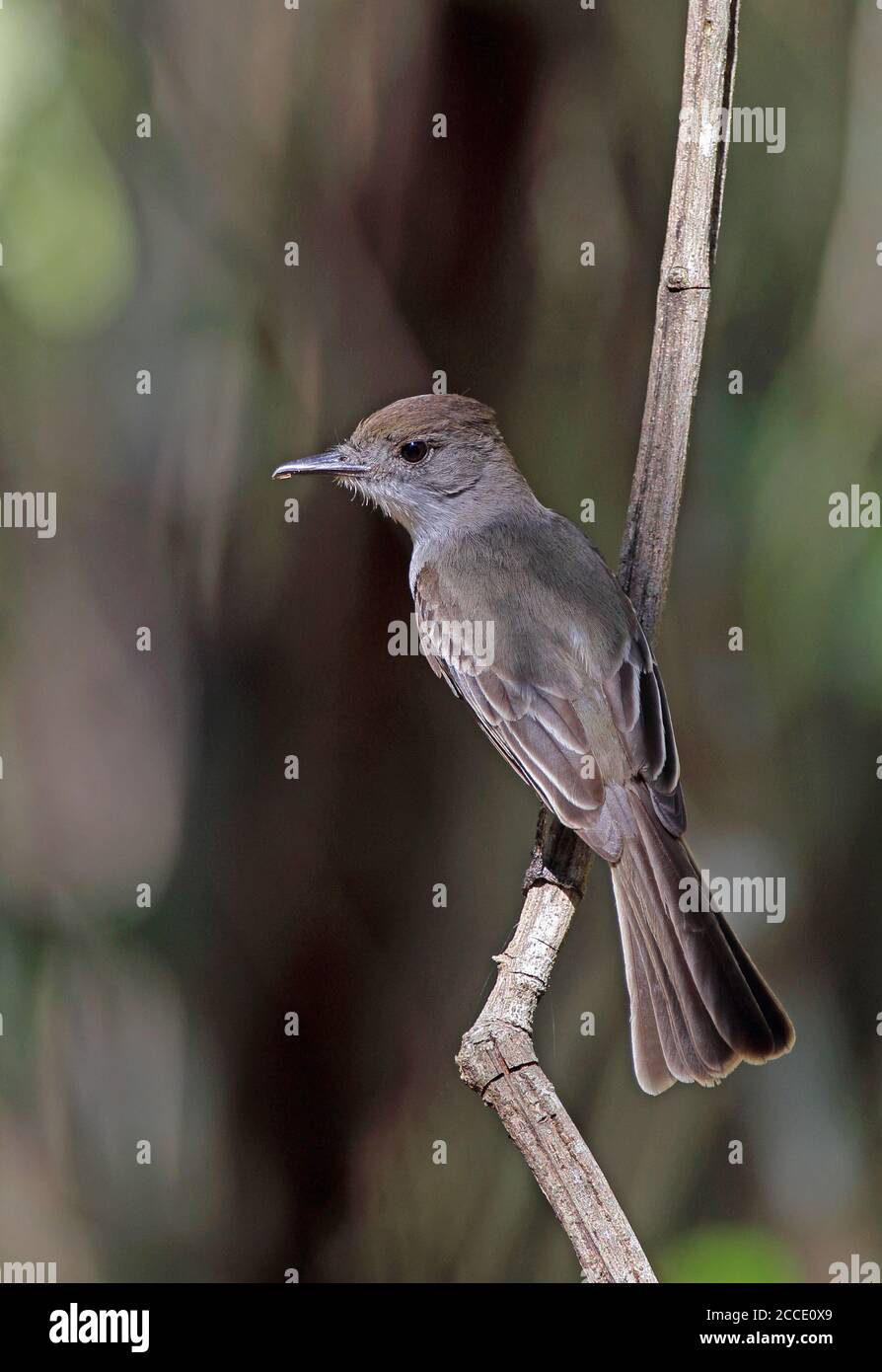 La Sagra's Flycatcher (Myiarchus sagrae sagrae) adult perched on thin ...