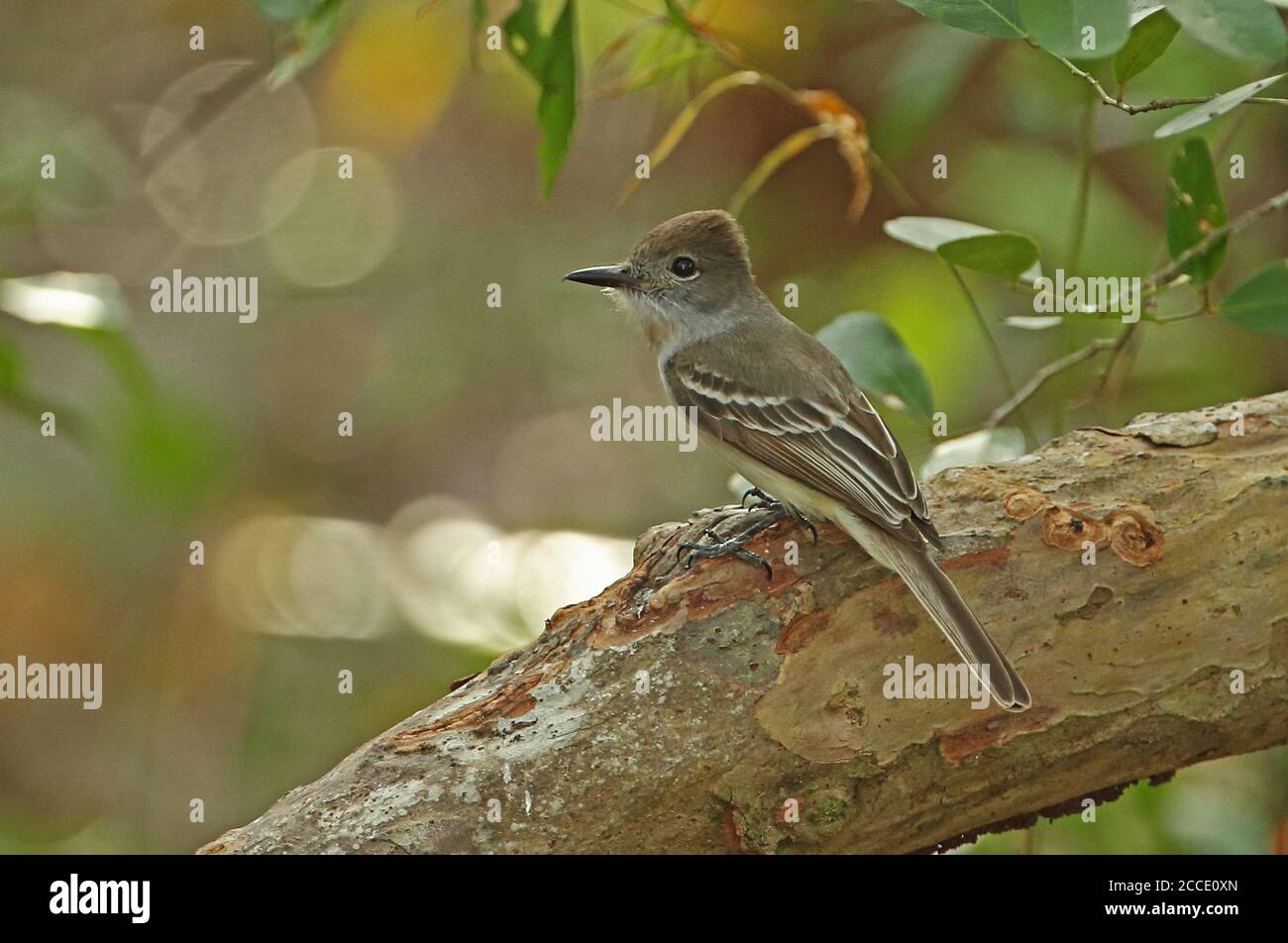 La Sagra's Flycatcher (Myiarchus sagrae sagrae) adult perched on branch ...