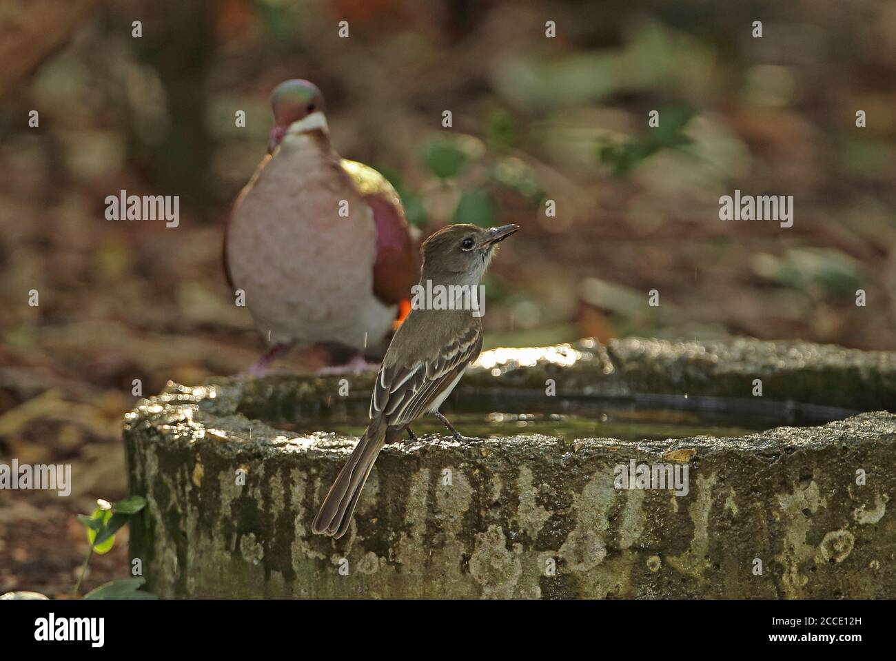 La Sagra's Flycatcher (Myiarchus sagrae sagrae) flycatcher with Key ...