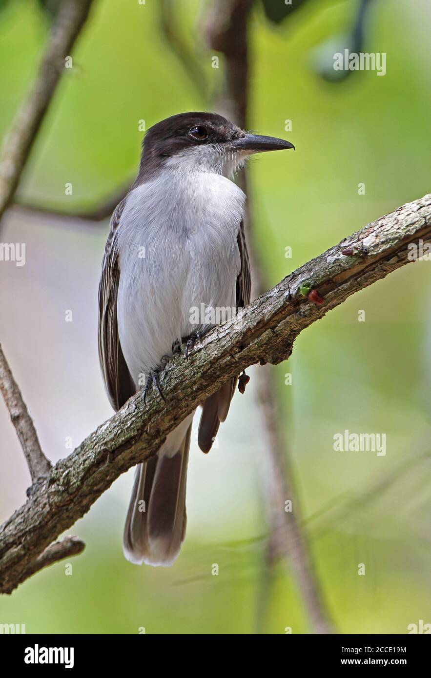 Loggerhead Kingbird (Tyrannus caudifasciatus caudifasciatus) adult ...