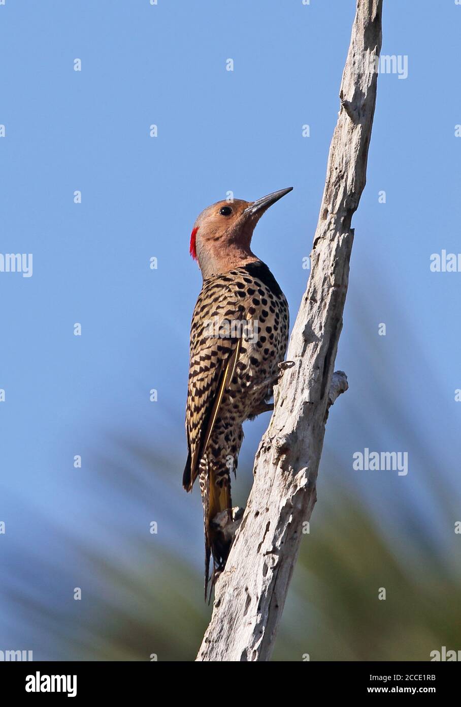 Colaptes auratus chrysocaulosus hi-res stock photography and images - Alamy