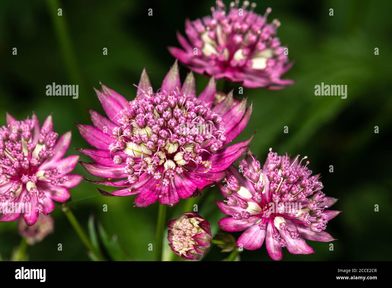 Carnic masterwort hi-res stock photography and images - Alamy