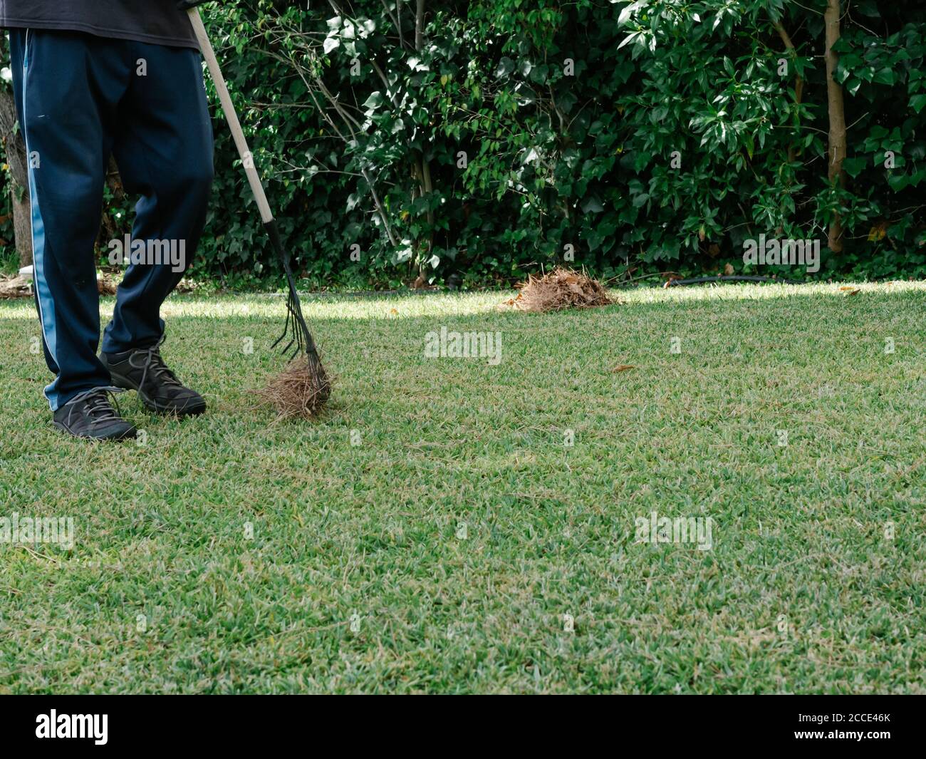 Large plot of grass collected with a rake and carried by a gardener ...