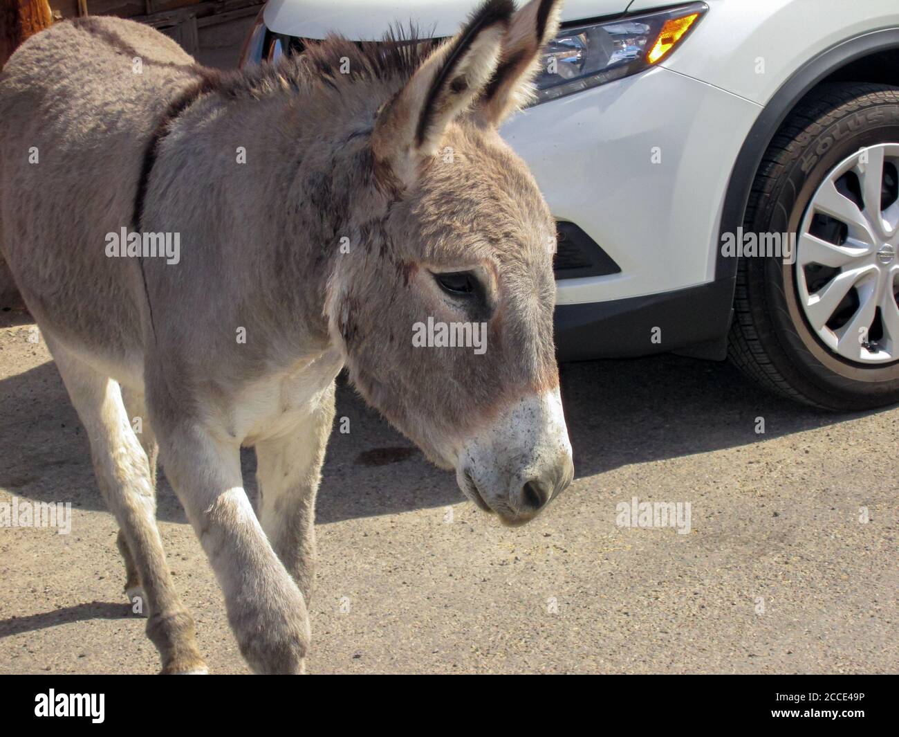 Oatman, AZ / USA – October 12, 2016: A young wild burro walks on the ...