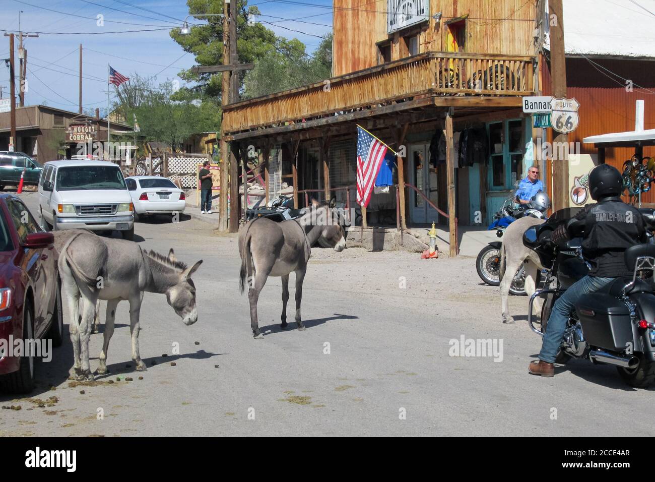Oatman, AZ / USA – October 12, 2016: Wild burros walking on the street ...