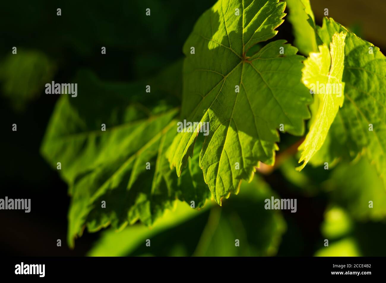 Vine maple tree leaves hi-res stock photography and images - Alamy
