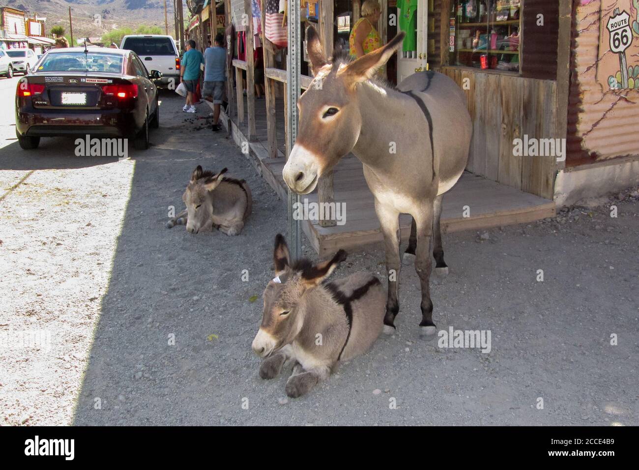 Oatman, AZ / USA – October 12, 2016: Three wild burros on the street in ...