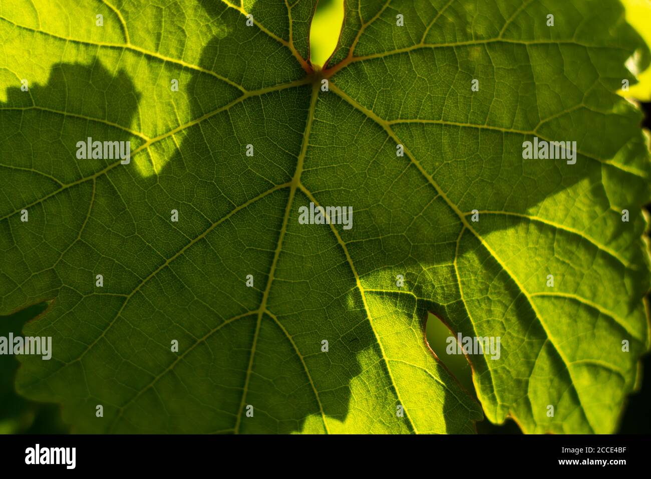 Vine maple leaf hi-res stock photography and images - Alamy