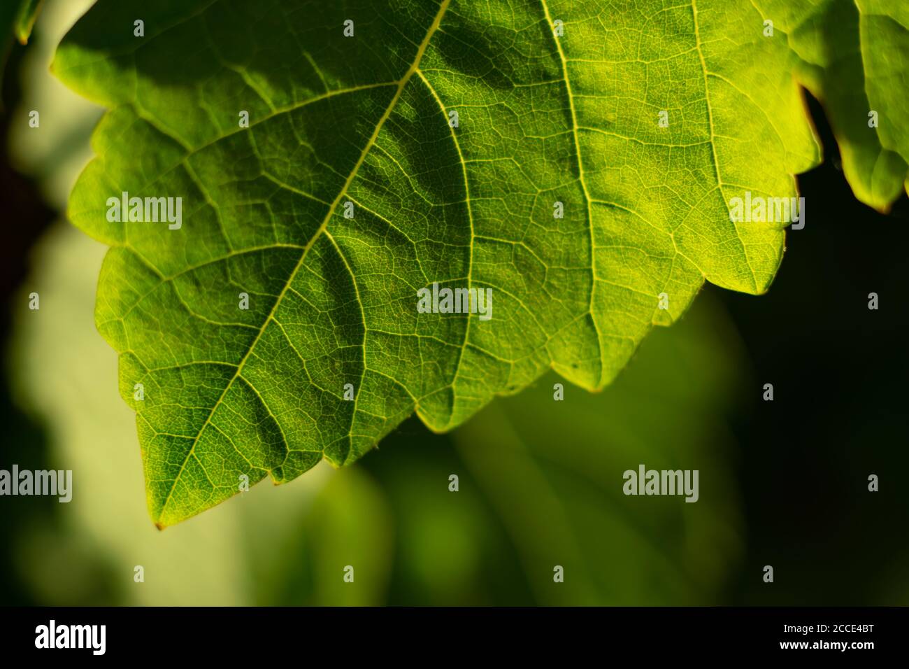 Vine maple leaf hi-res stock photography and images - Alamy