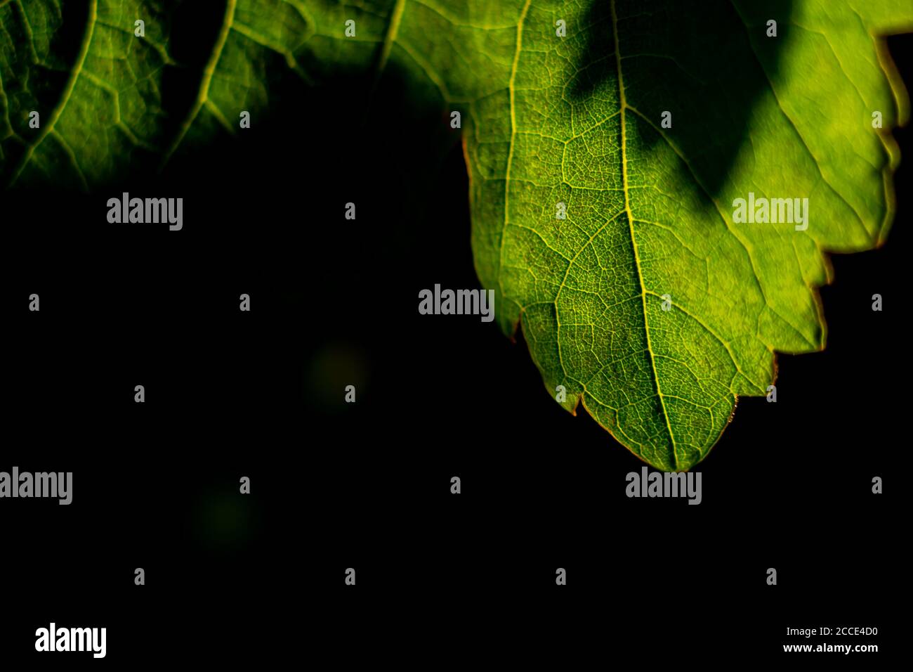 Vine maple leaf hi-res stock photography and images - Alamy