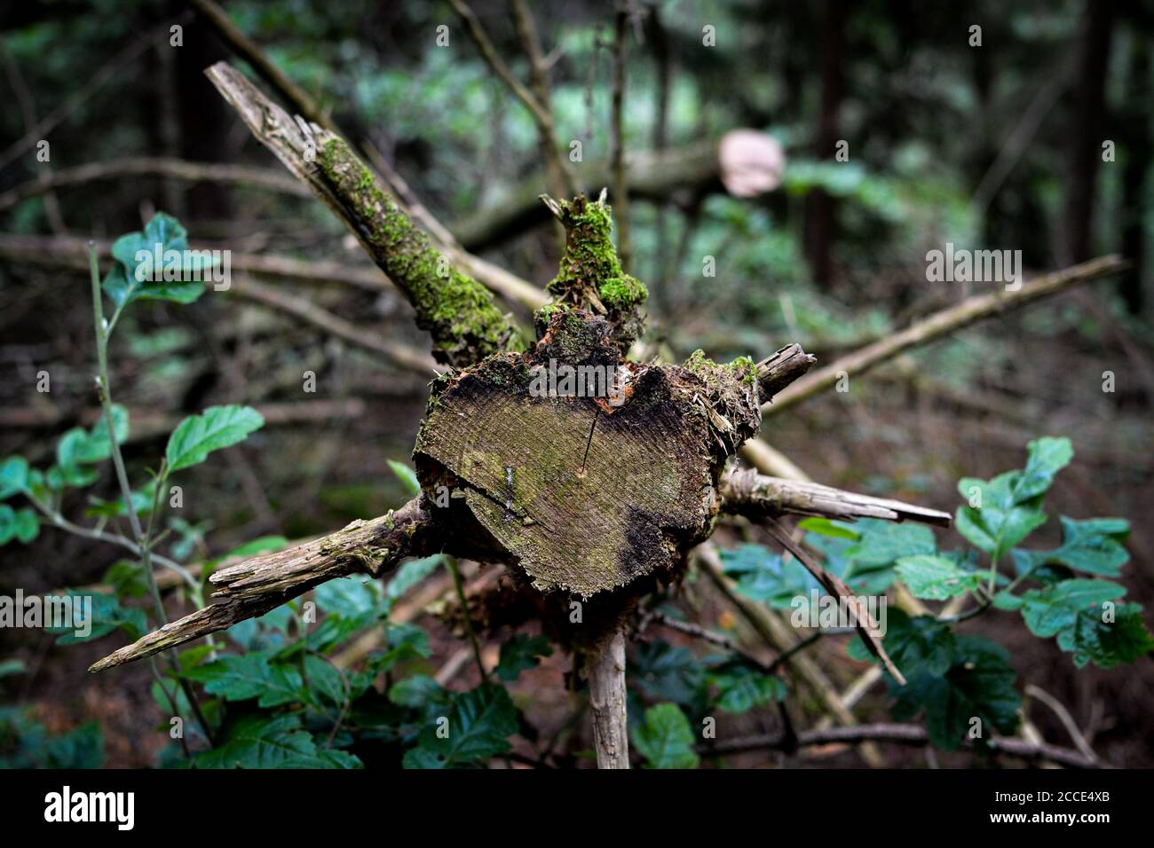 Fallen tree with forest in the background Stock Photo - Alamy