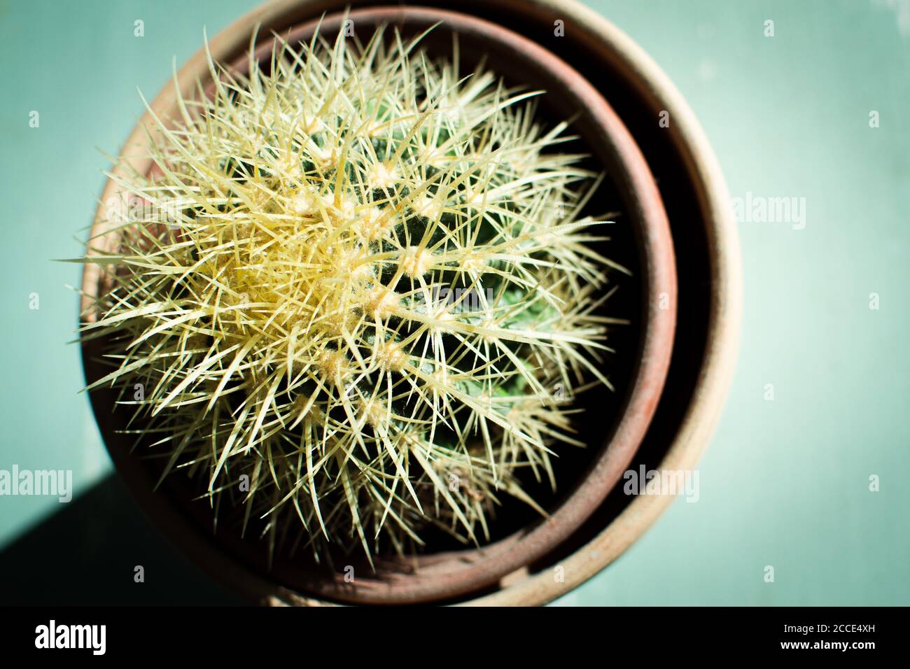 Big cactus hi-res stock photography and images - Alamy
