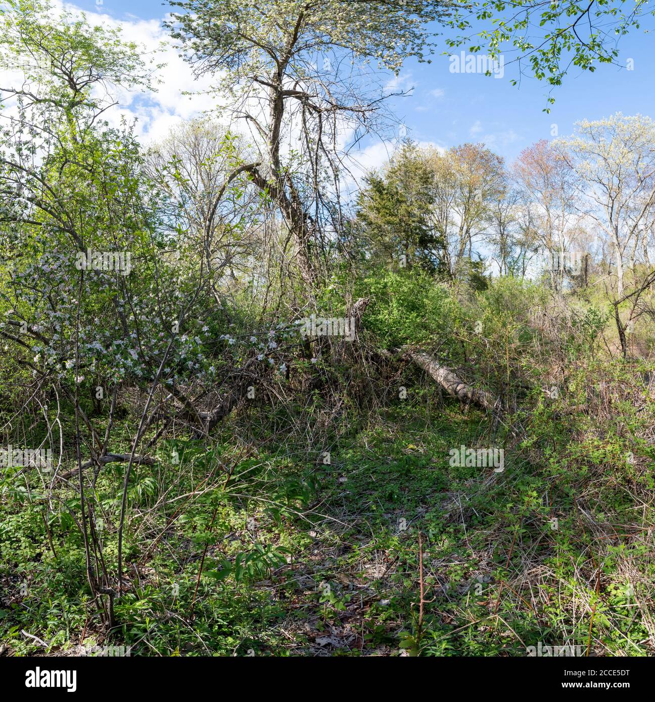 Dunback hi-res stock photography and images - Alamy