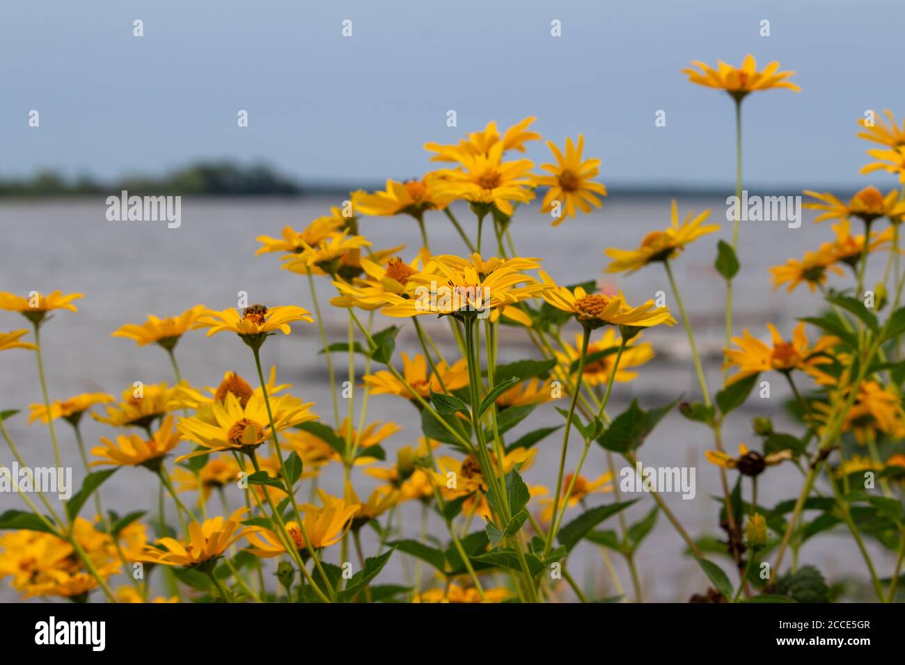 Close up view of yellow smooth oxeye wildflowers (heliopsis ...
