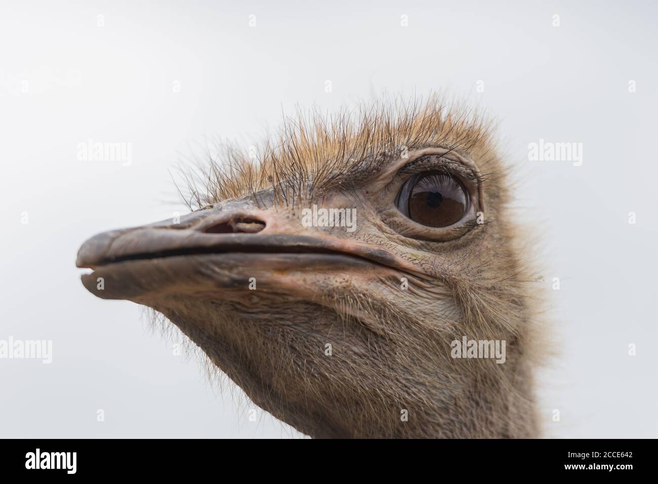 Tall ostrich hi-res stock photography and images - Alamy