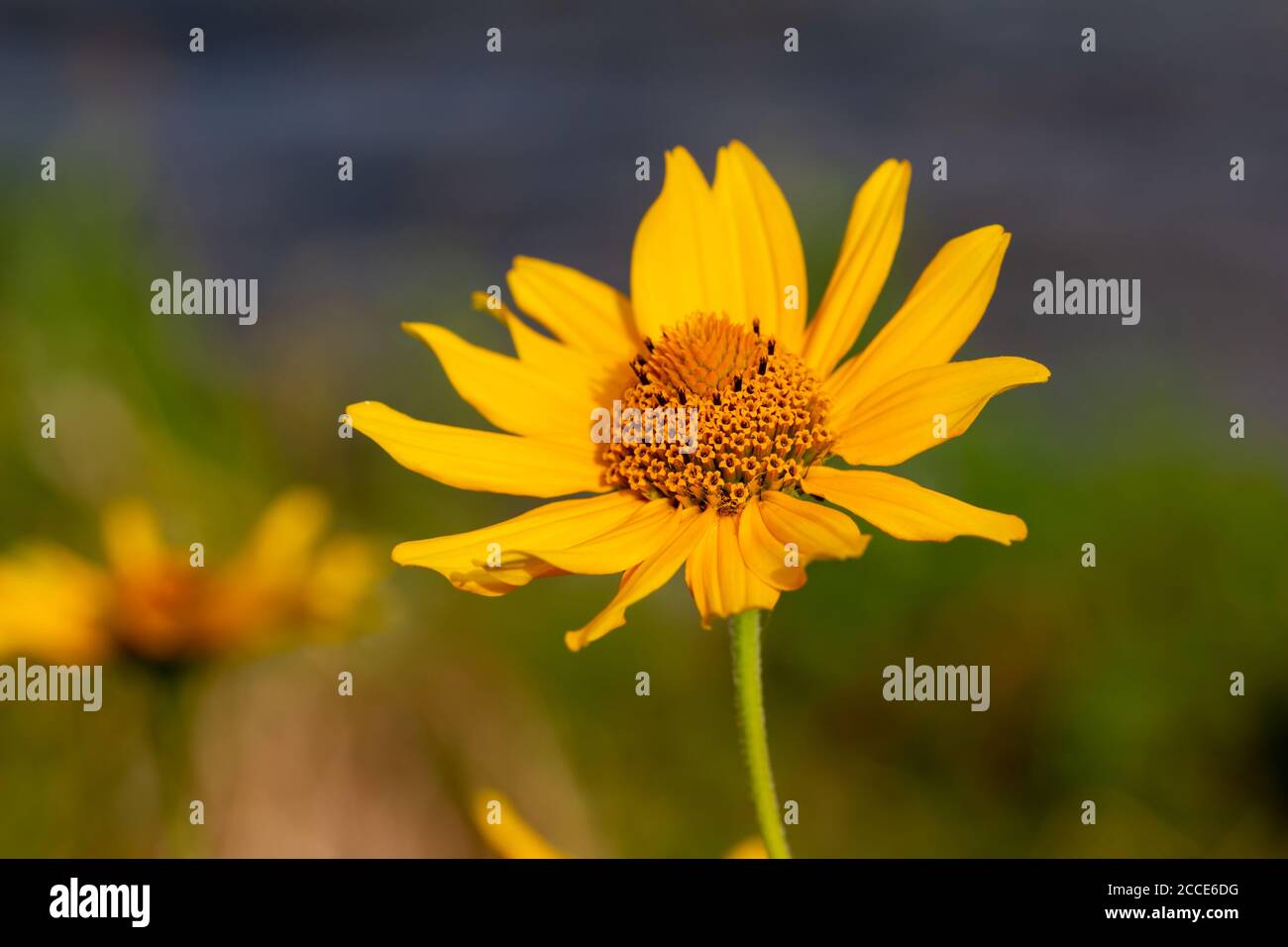 Close up view of a yellow smooth oxeye wildflower (heliopsis ...