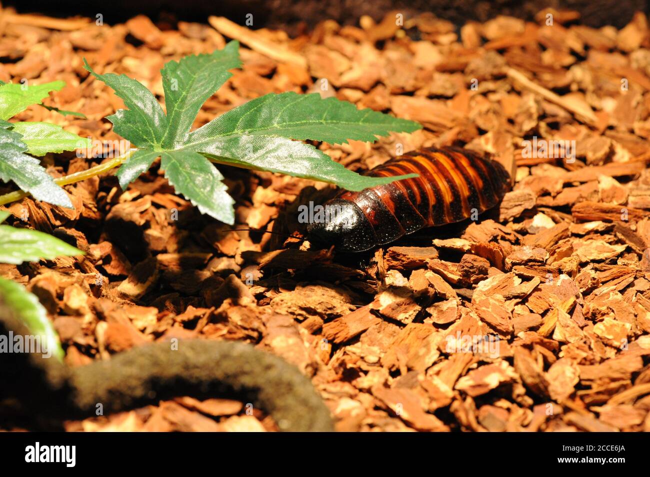 Madagascar hissing cockroach. Gromphadorhina portentosa , also known as ...