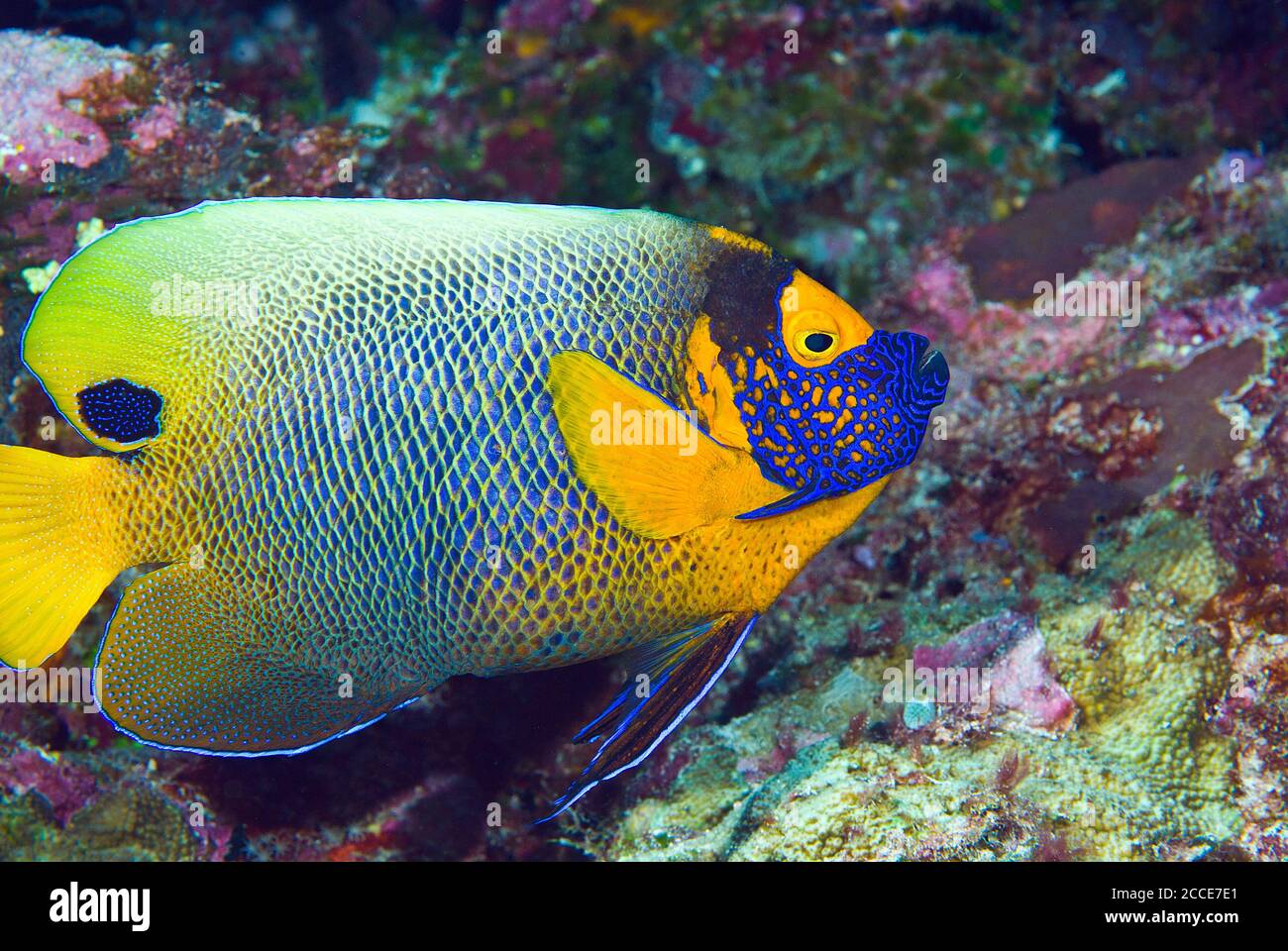 yellow-mask angelfish (Pomacanthus xanthometopon), Palau, Micronesia ...