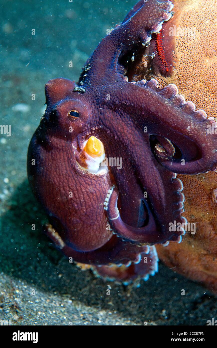 coconut octopus (amphioctopus marginatus) on night dive, Lembeh Strait ...