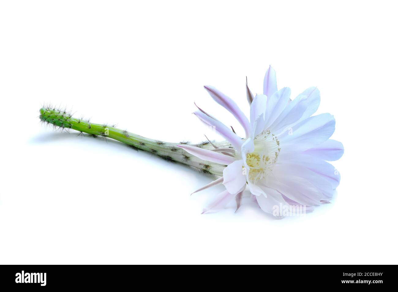 Flower of easter lily cactus (latin name: Echinopsis Oxygona). Isolated ...