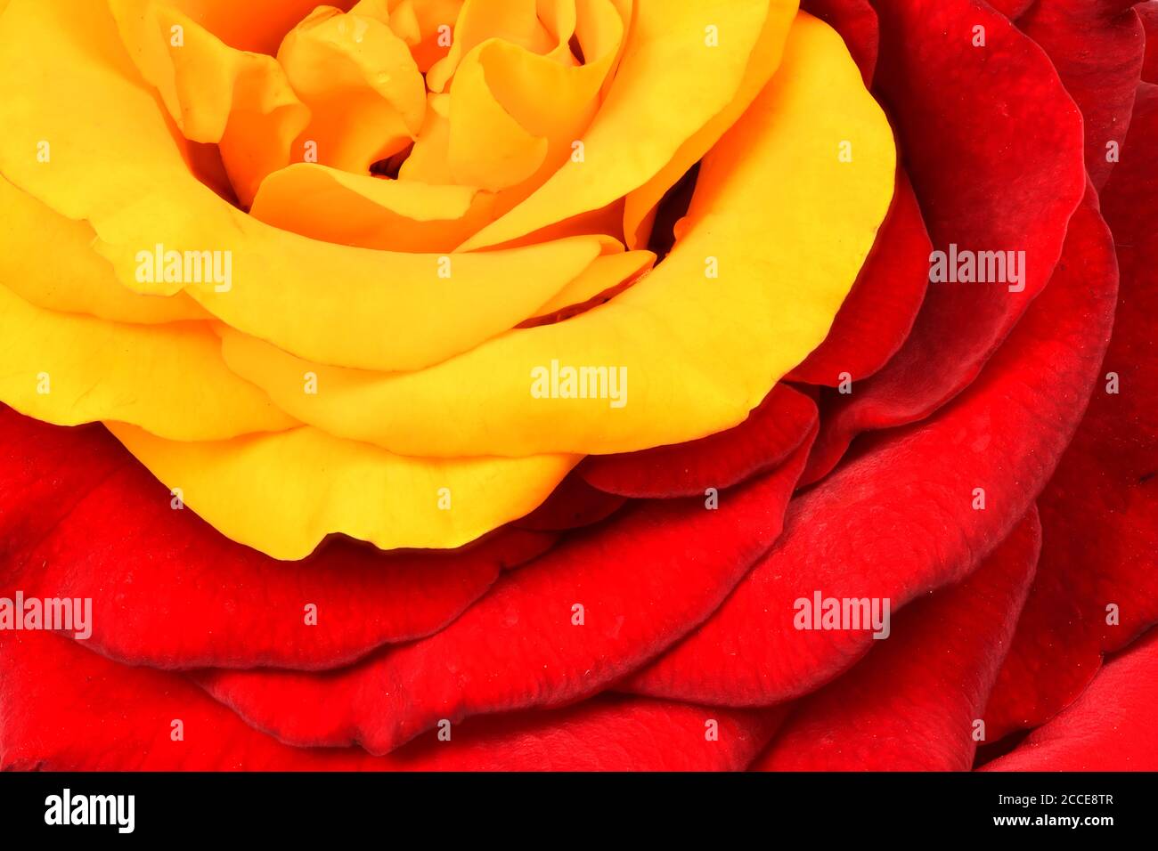 Beautiful red and yellow rose flower. High resolution photo. Full depth ...
