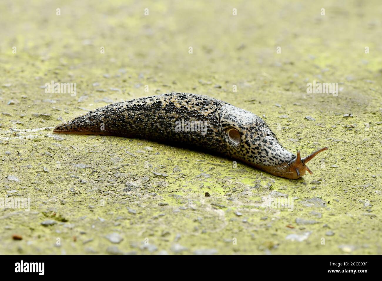 Great grey slug or leopard slug Latin name (Limax maximus) on stone ...