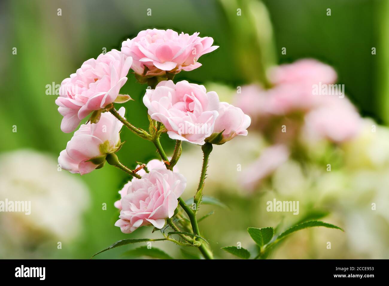 Beautiful branch of pink rose flower on green garden background. High ...
