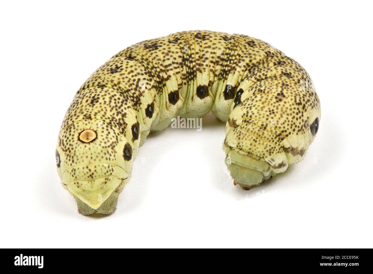 Caterpillar head Cut Out Stock Images & Pictures - Alamy