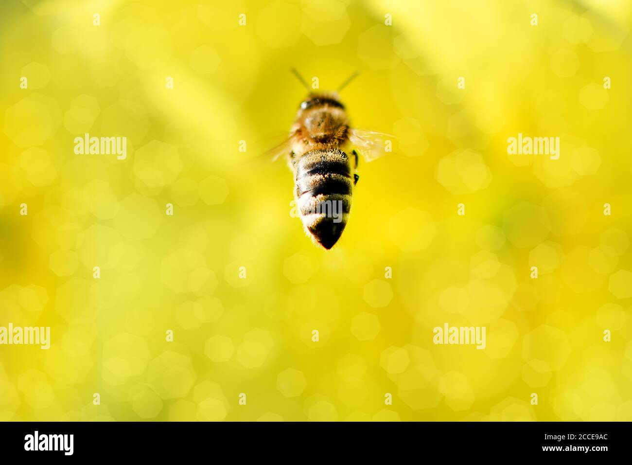Bee in flight on a flower, honey bee. High resolution photo. Selective ...