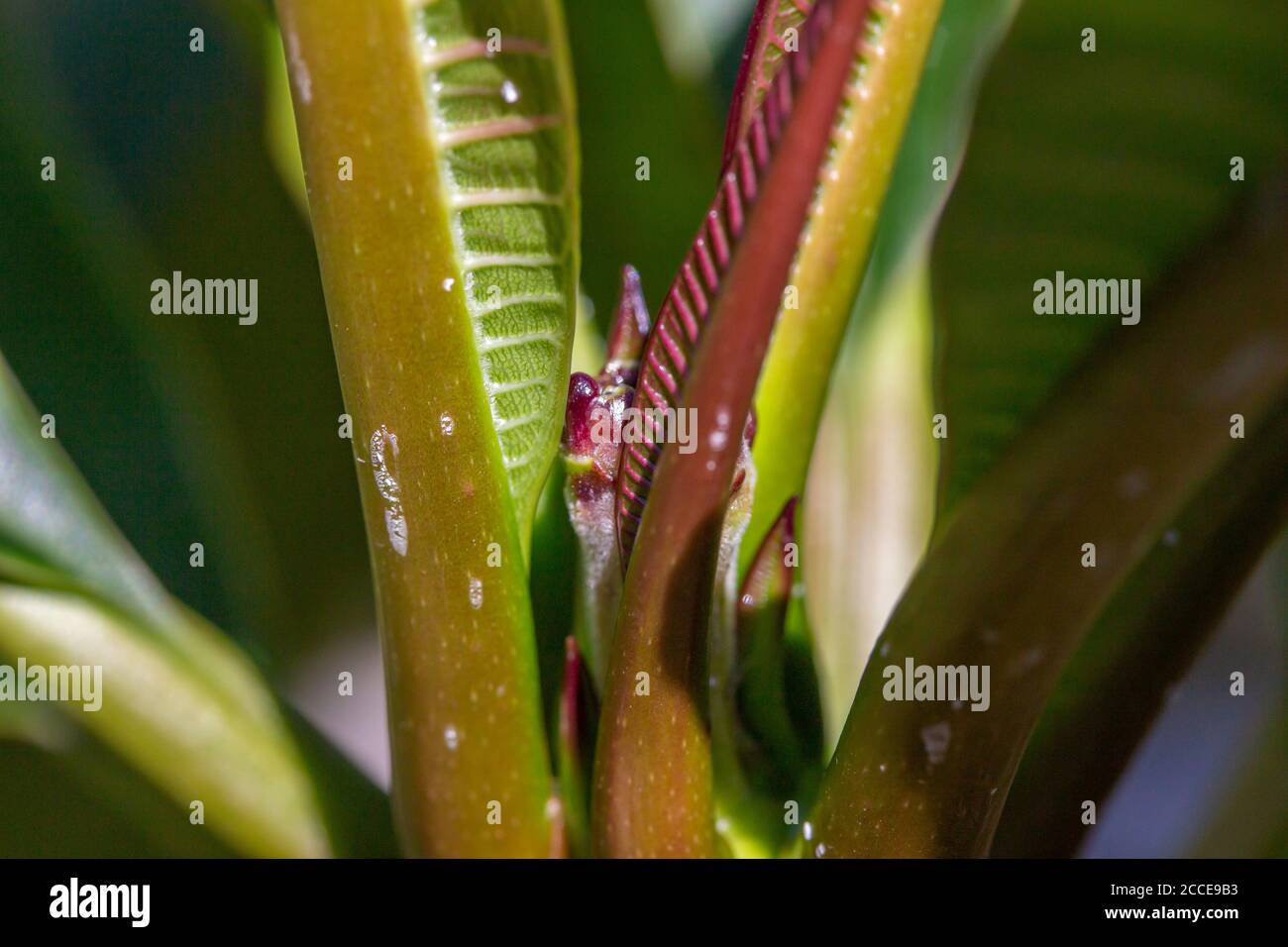 Macro view of an emerging flower bud inflorescence on a plumeria ...